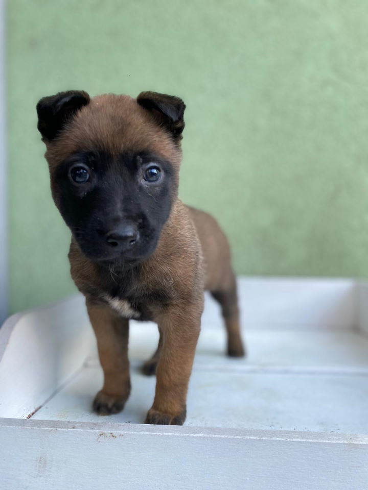 Oglas - ŠTENCI MALINOA ŠAMPIONSKOG POREKLA - TRAZE DOM - Srbija ...