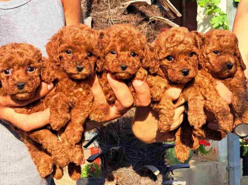 Oglas - Stenci vrhunskih ToY pudlica samo u pom hash starsu - 1 ...