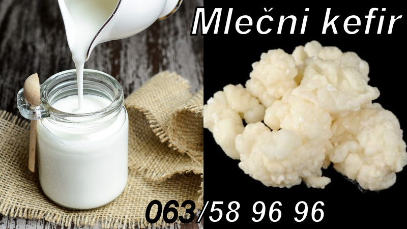Oglas - Mlečna kefirna zrnca, Tibetanska gljiva za domaći kefir - 350 ...
