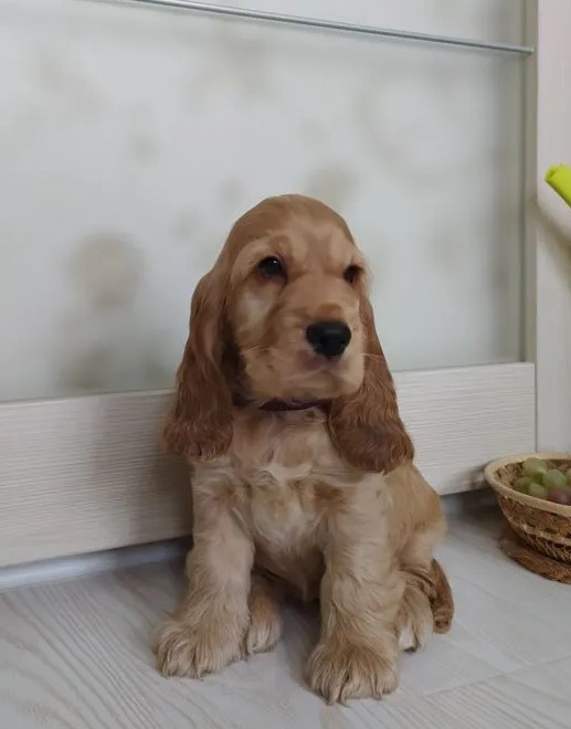 Oglas - Engleski Koker spanijel i Americki koker stenci - Srbija ...