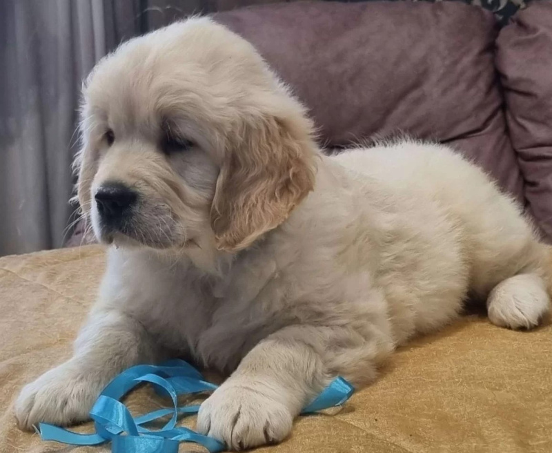 Oglas - Labrador i Zlatni retriver stenci - Srbija / Beograd - Srbija