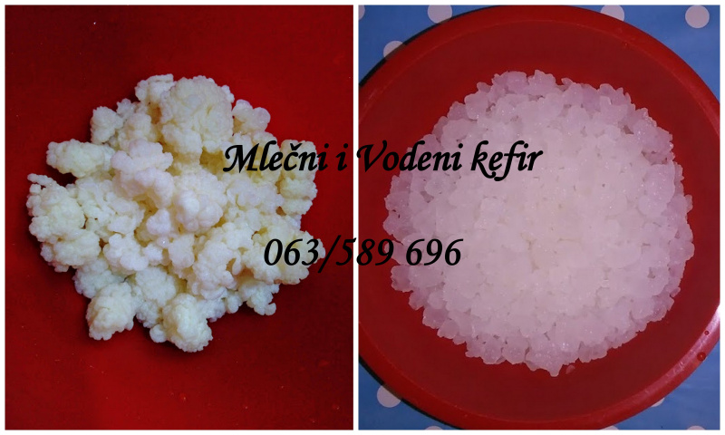Oglas - Mlečna kefirna zrnca, Tibetanska gljiva za domaći kefir - 350 ...