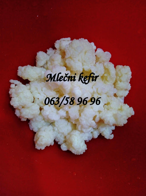 Oglas - Mlečna kefirna zrnca, Tibetanska gljiva za domaći kefir - 350 ...