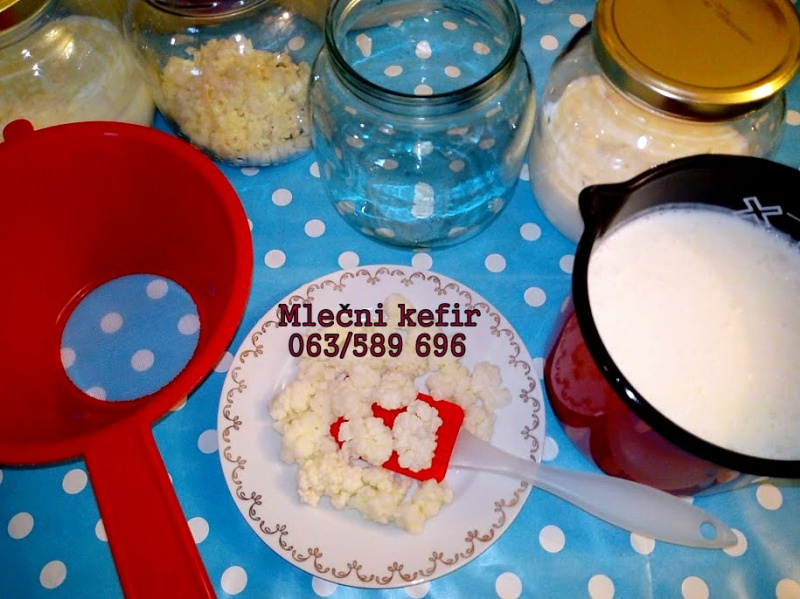 Oglas - Mlečna kefirna zrnca, Tibetanska gljiva za domaći kefir - 350 ...