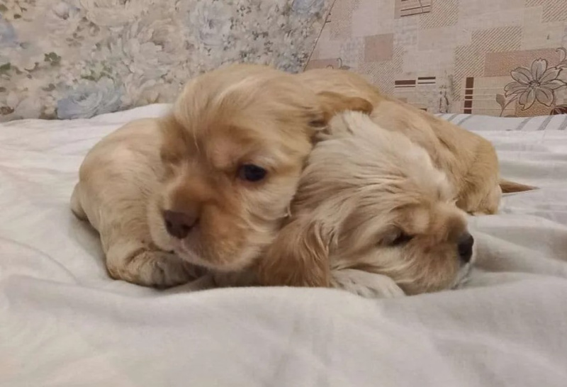 Oglas - Engleski Koker spanijel i Americki koker stenci - Srbija ...