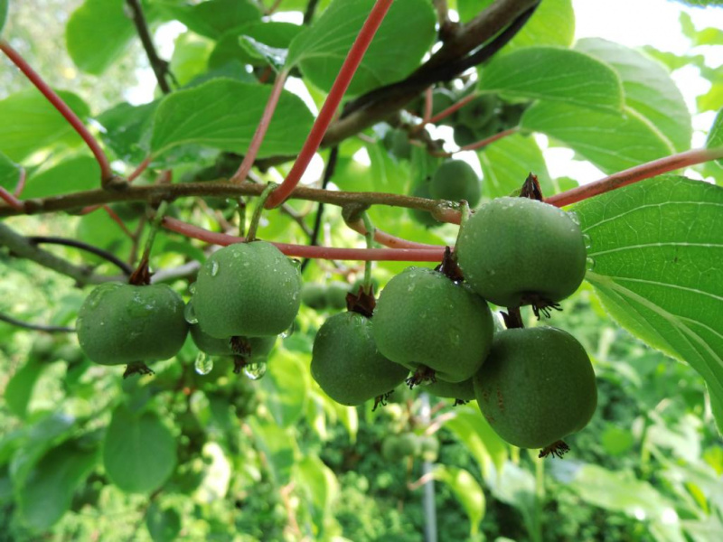 Oglas - Sibirski kiwi sadnice samooplodni - 500 din - Srbija ...